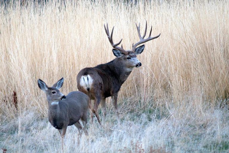 Hunting Club Membership | Hunt Deer and Pigs on Private Land in California.